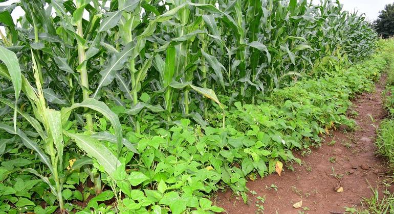 Всемирный день зернобобовых: в ООН напоминают о незаменимости этих культур | Новости ООН